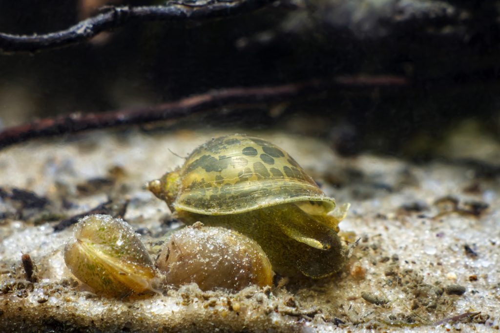 Csiga az akváriumban: hogyan kerül oda, ha nem te vetted? – Coloré