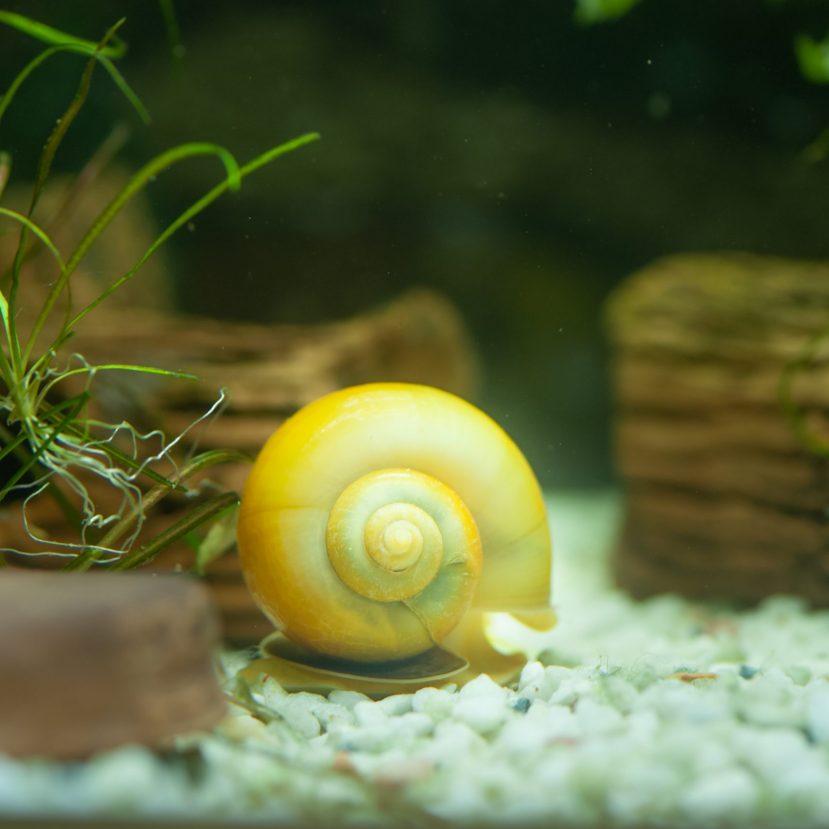 Hogyan állapítható meg legegyszerűbben a kiscica neme? – Coloré