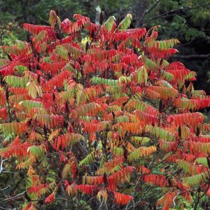 Hangolódj kandallóval az ünnepekre – Csak egy kis karton kell hozzá ...